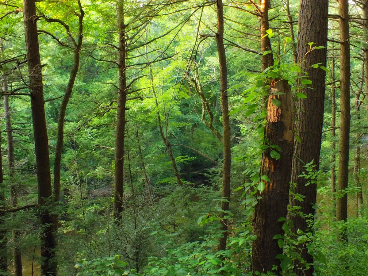 Embracing Wilderness: The Rise of Natural Forestry Management