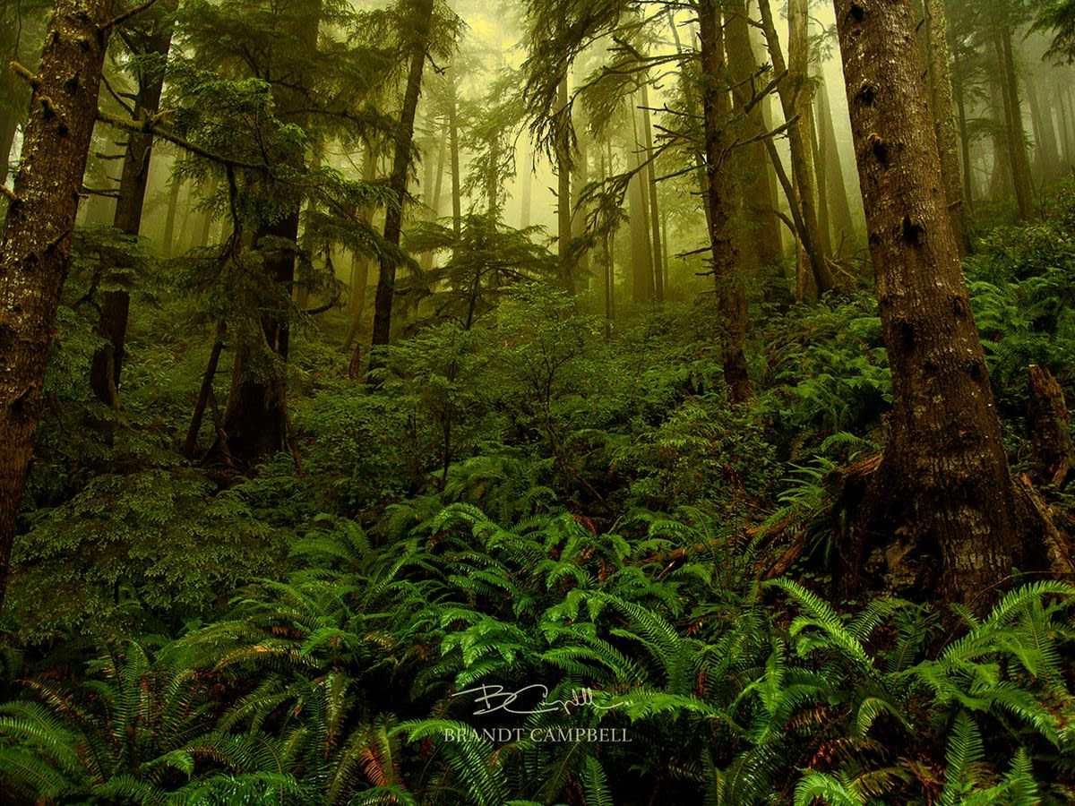 Forest Fossils: Discovering Prehistoric Life