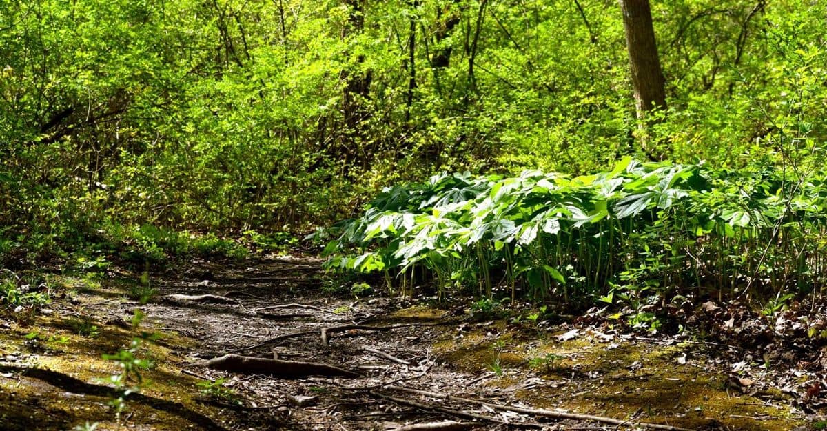 Developing Your Unique Approach to Forest Bathing Instruction