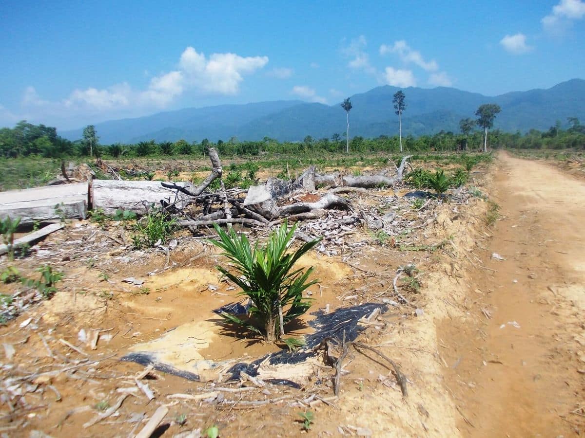 The Devastating Effects of Deforestation on the Environment