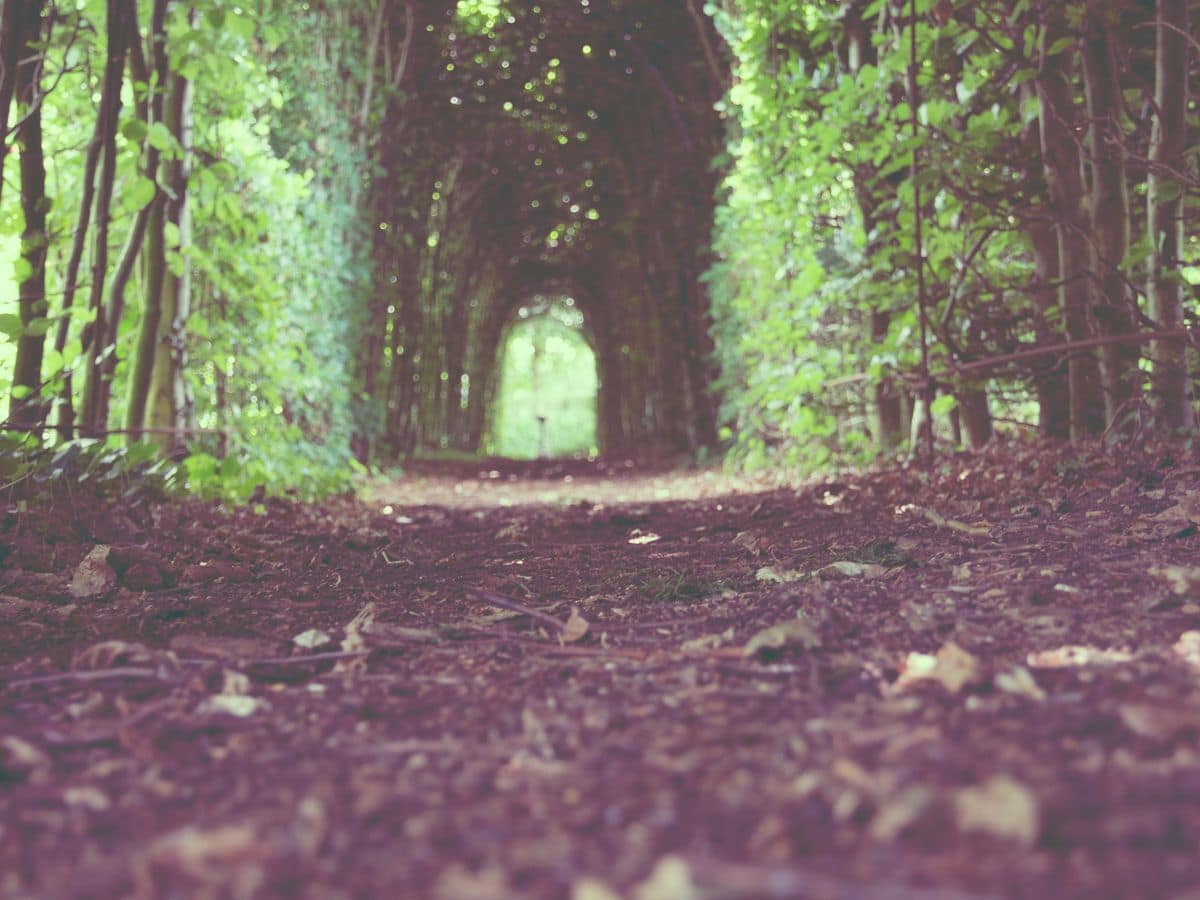 Forest Therapy: Easing the Symptoms of PTSD