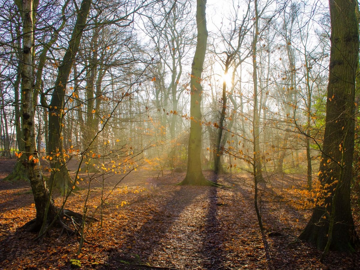 The Dappled Light: Sun and Shadow in the Forest