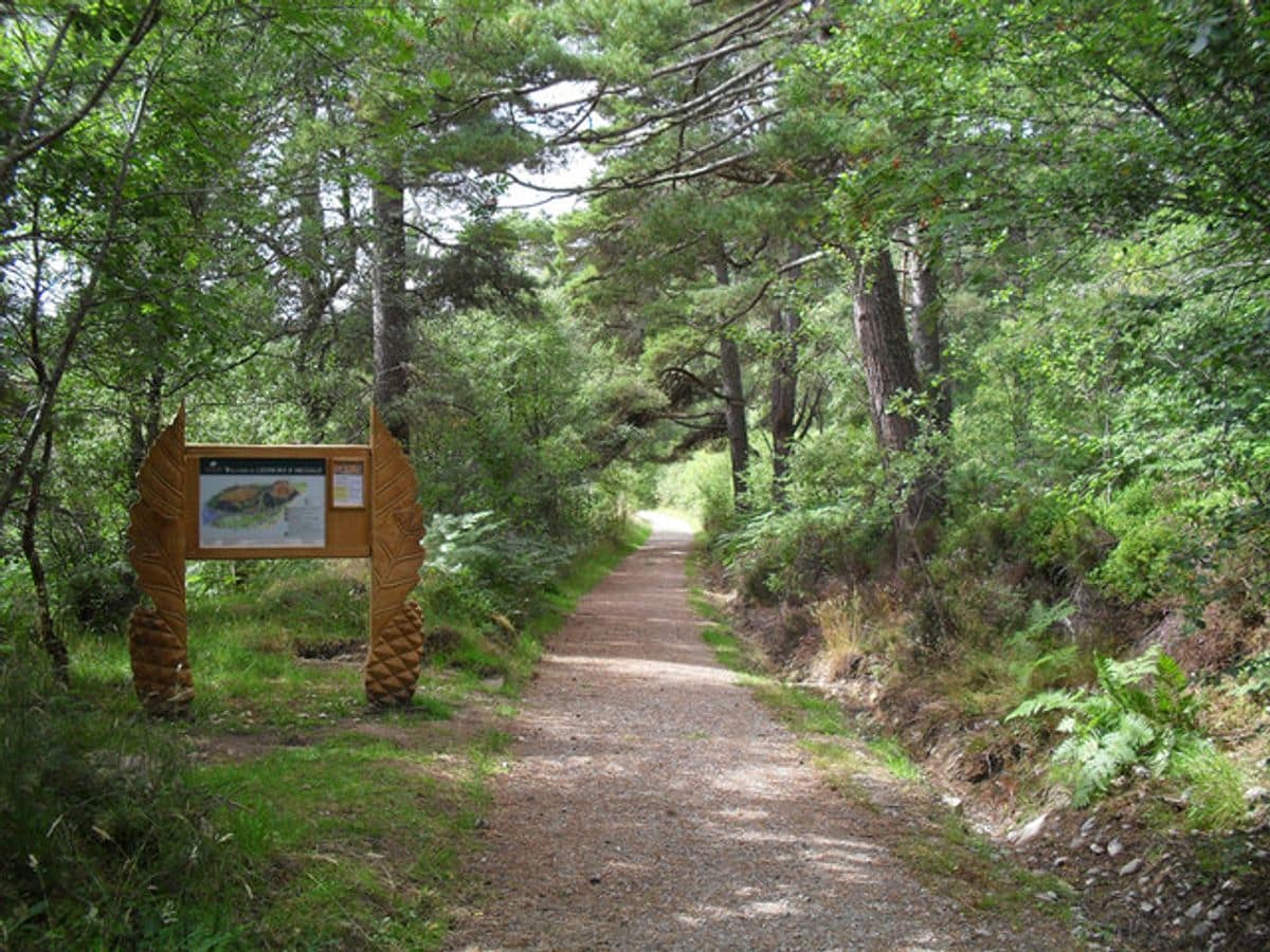 Healing Chronic Pain: Forest Walks as Pain Relief