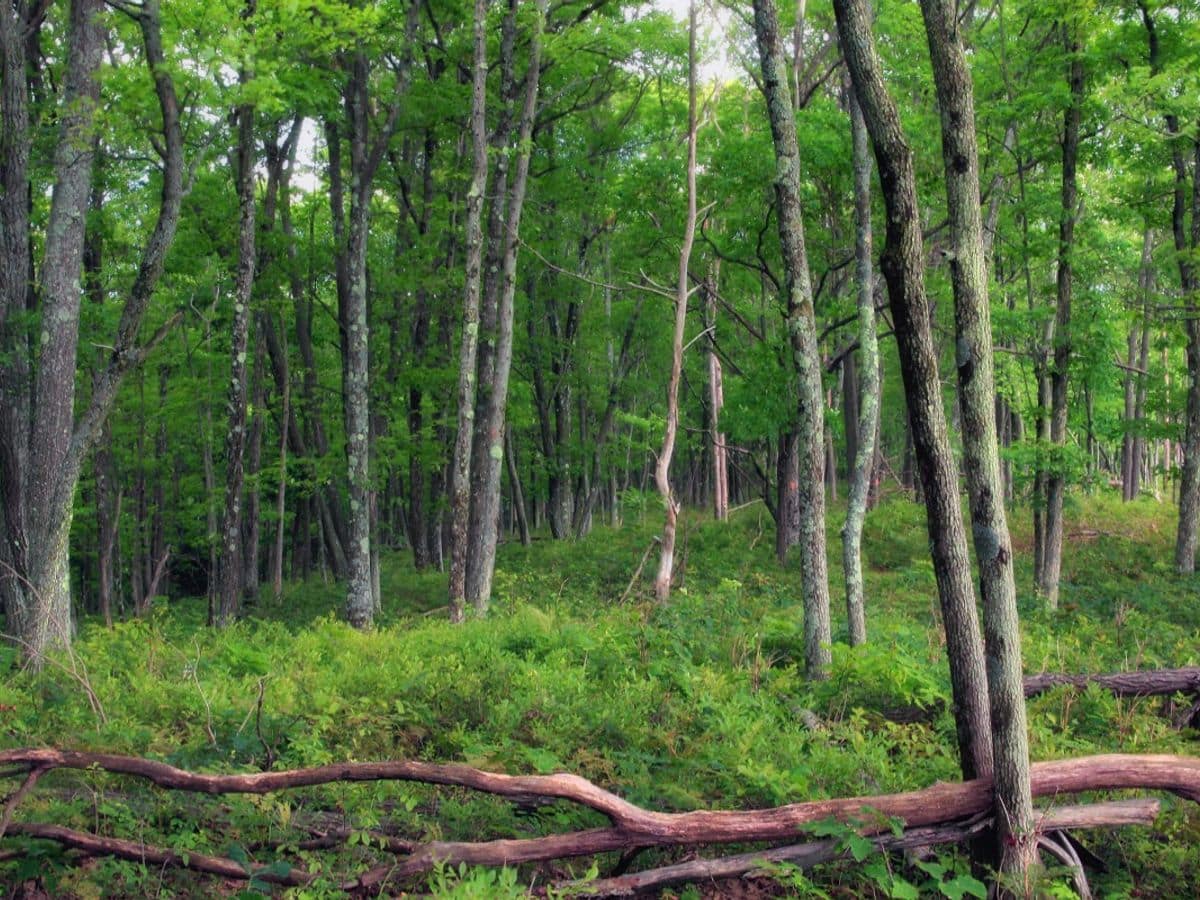 Forest Fragrance: The Scents of Nature