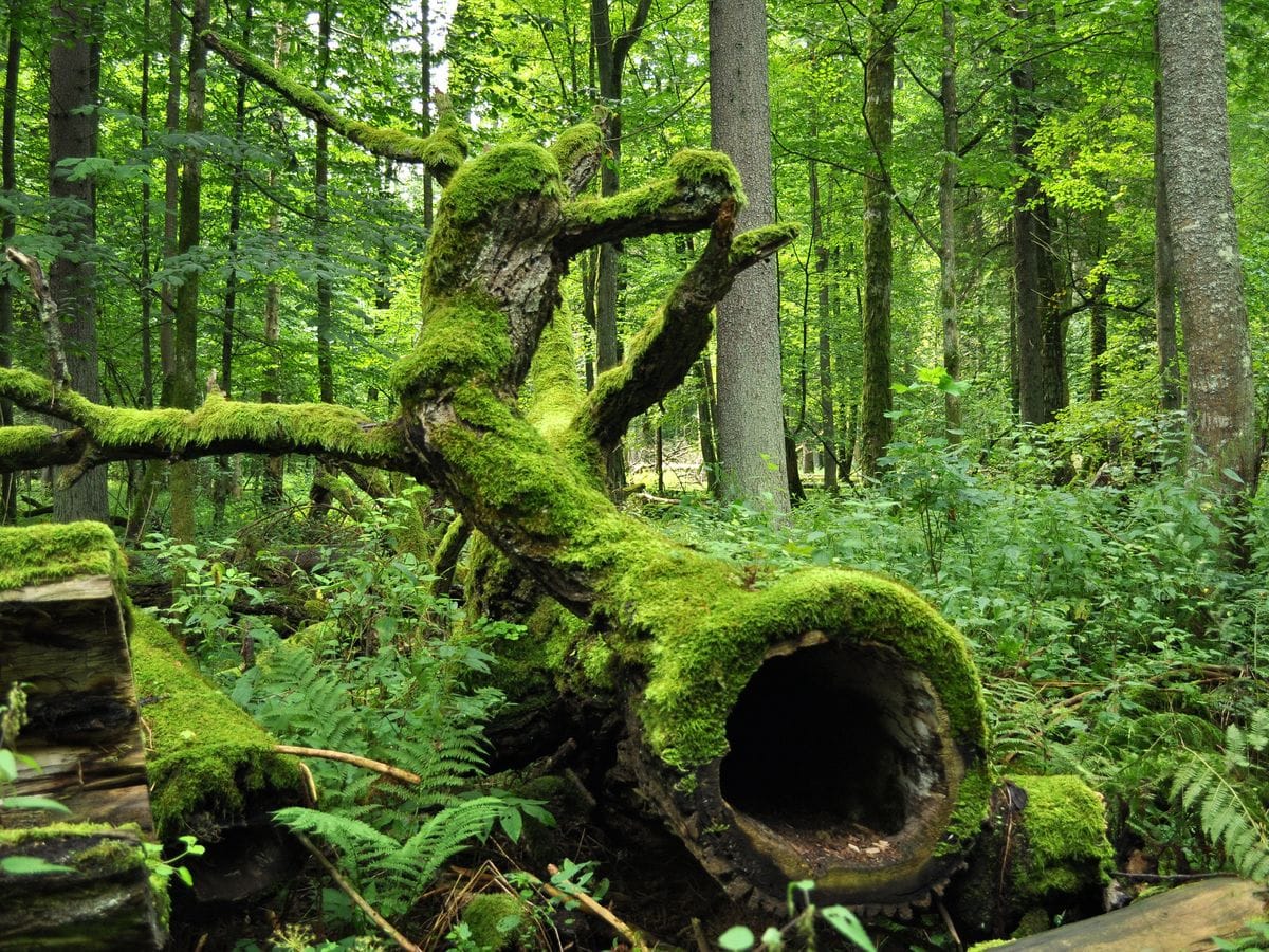 The Ancient Forests: Relics from Prehistoric Times
