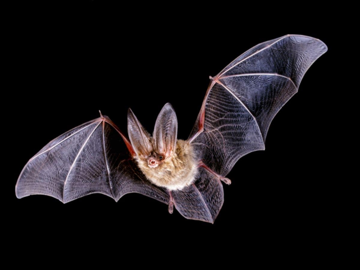 The Secret Life of Forest Bats