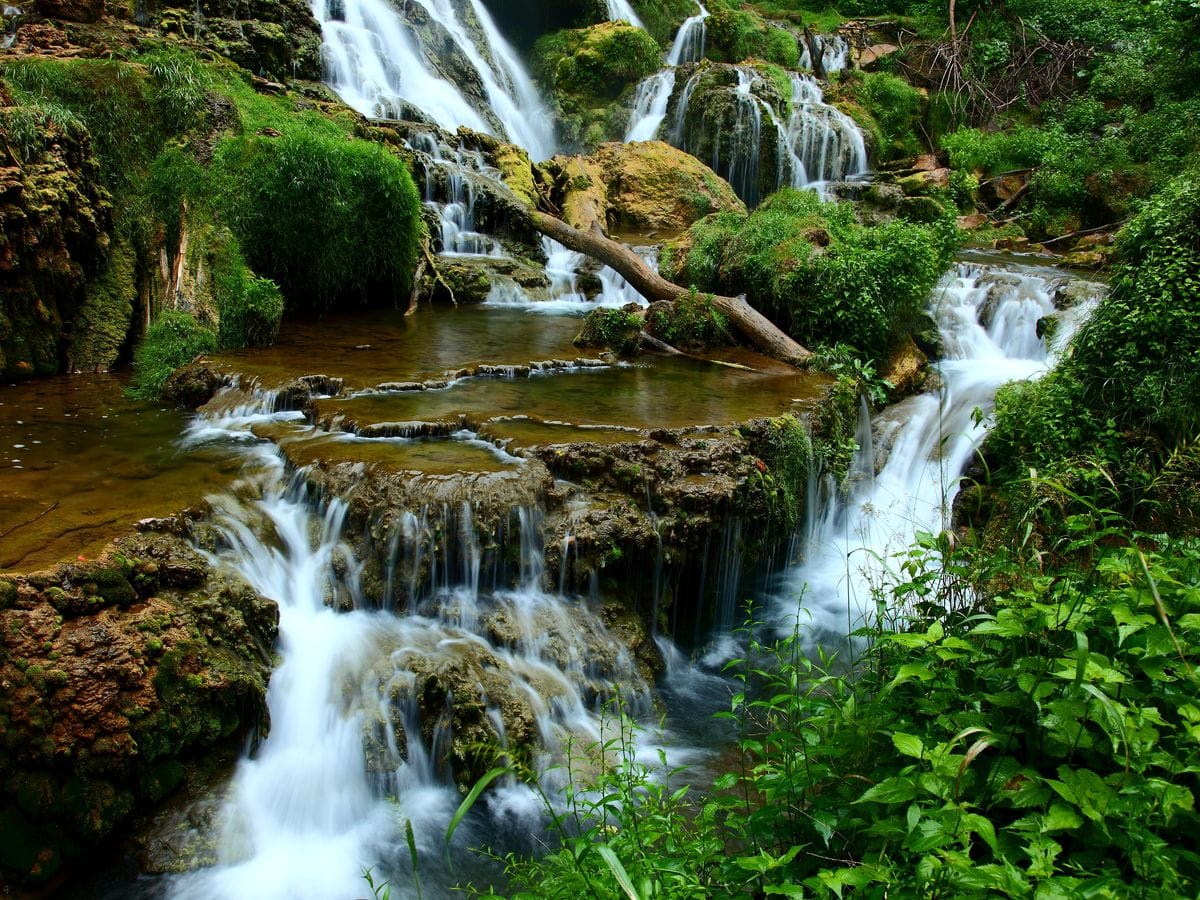 Nature's Labyrinth: The Complex Structure of Forests
