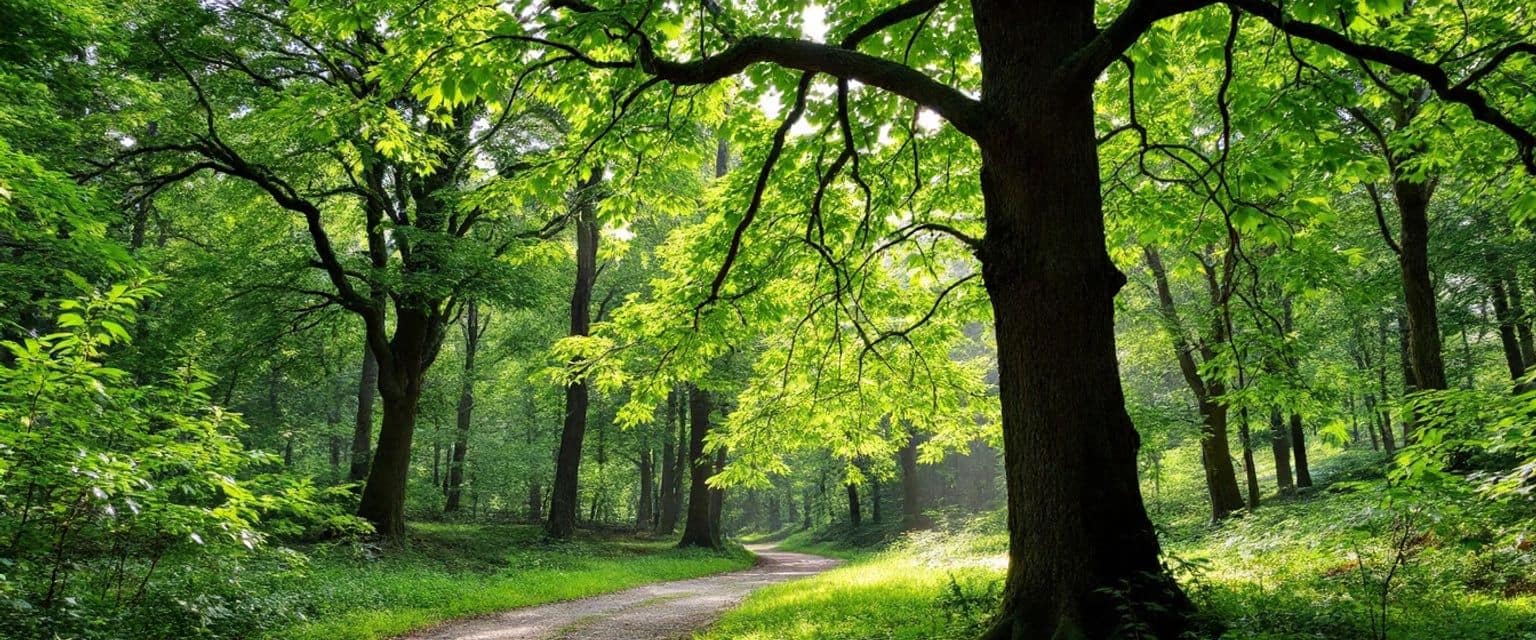 Discover the Ancient Secrets of Forest Bathing in Italy’s Sila National ...