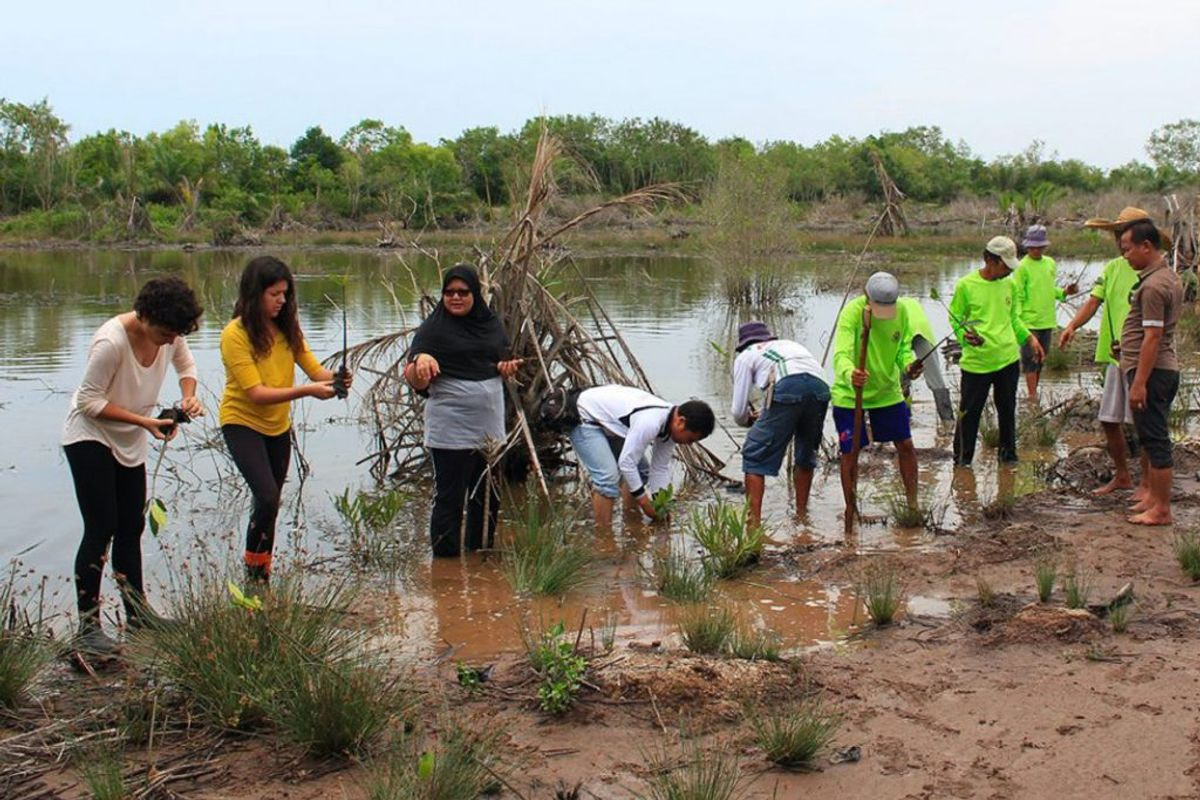 Breathing Life into Wilderness: Pioneering US Reforestation Projects