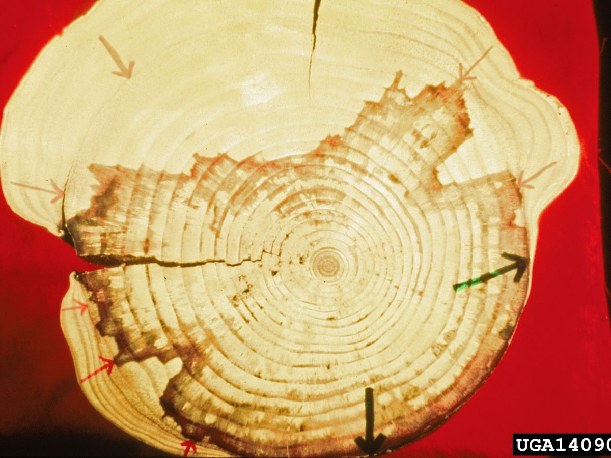 The Beauty of Decay: Life After Death in the Forest
