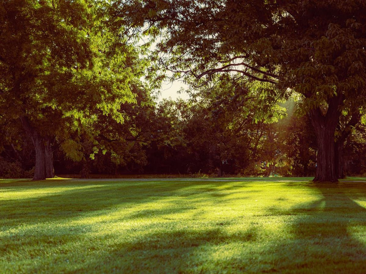 Forest Giants: The Tallest Trees