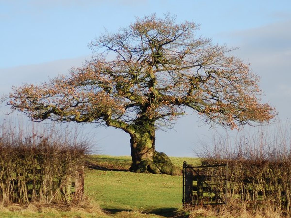 Ancient Giants: The Oldest Trees in the World