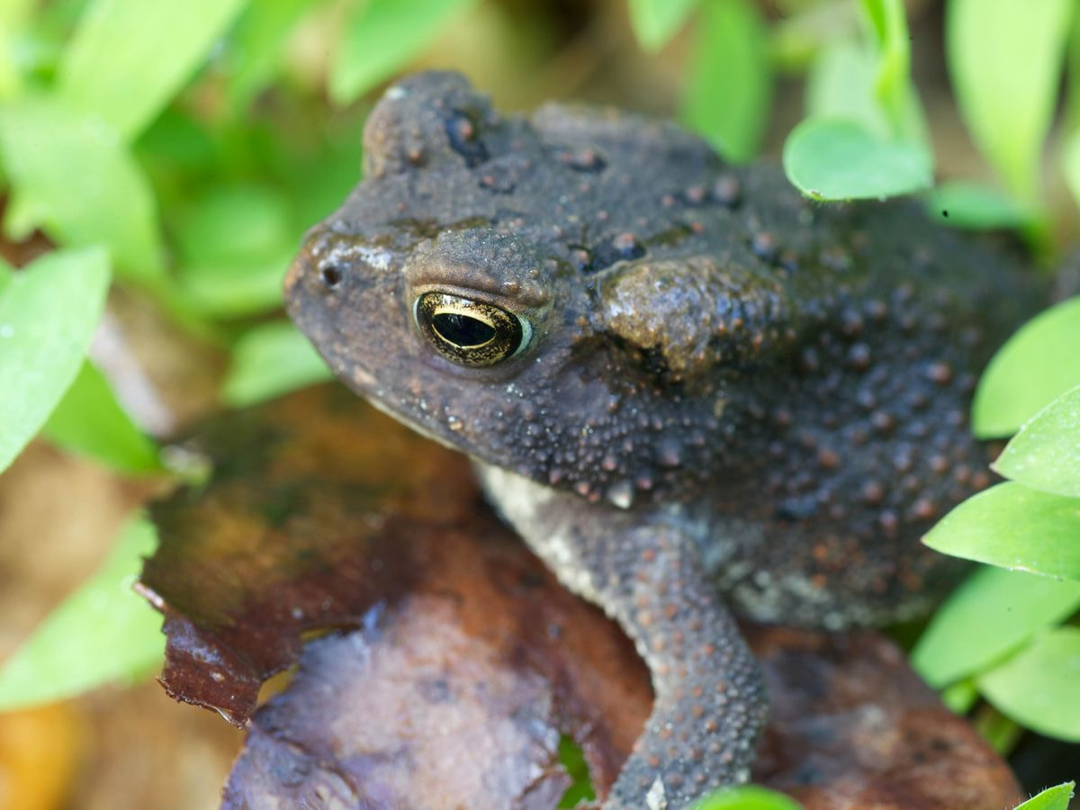 The Secret Habitats of Forest Amphibians