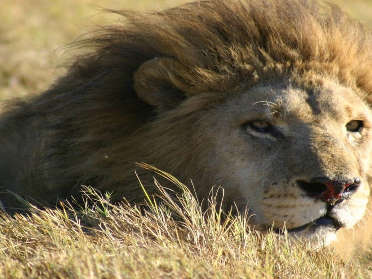 Forest Guardians: The Role of Apex Predators