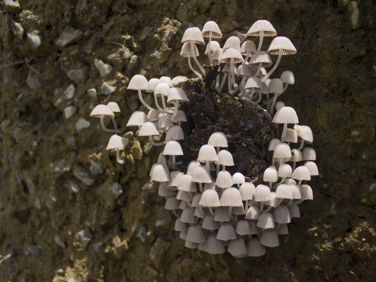 The Role of Fungi in Forest Ecosystems