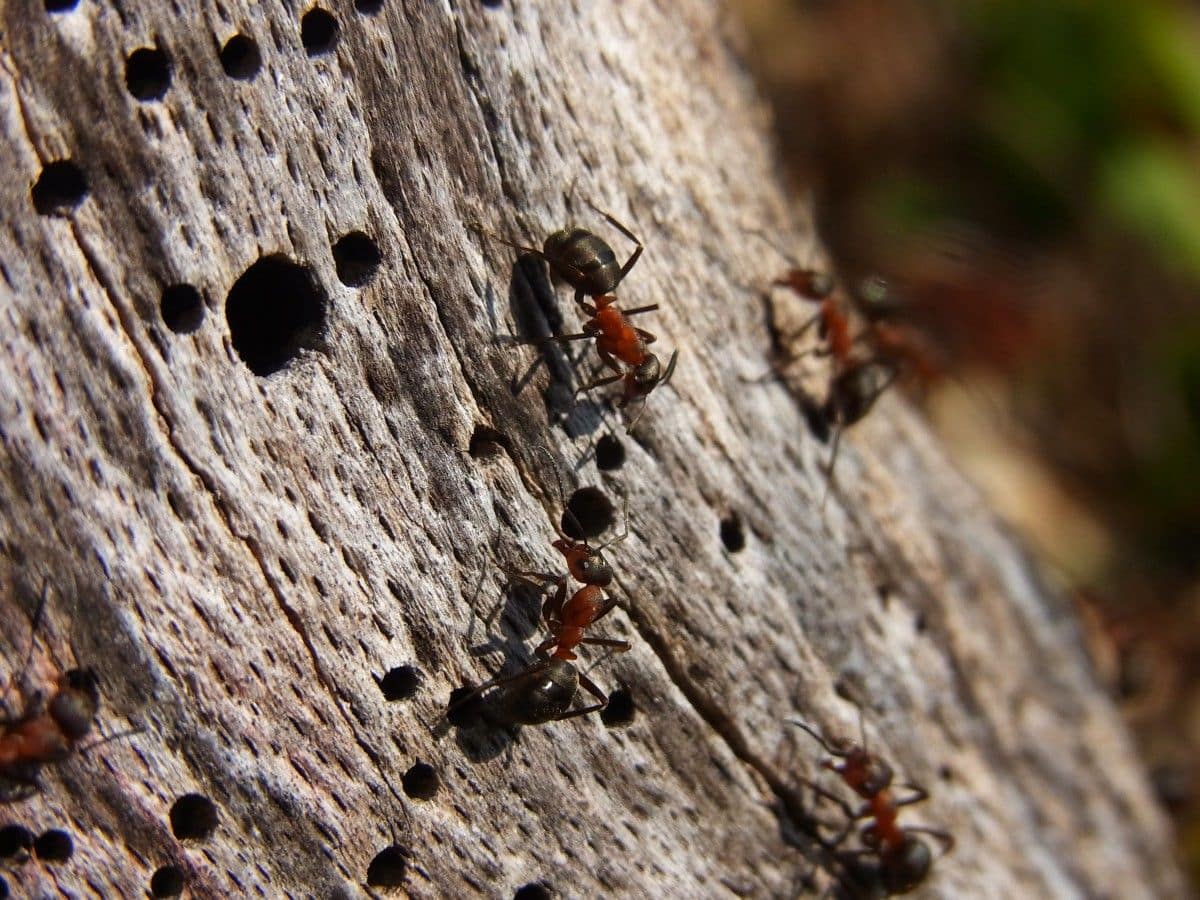 The Role of Insects in Forest Ecosystems