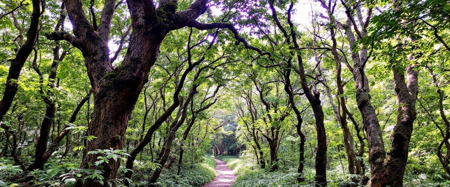 Rediscovering Peace Through Forest Bathing in the Philippines’ Batanes ...